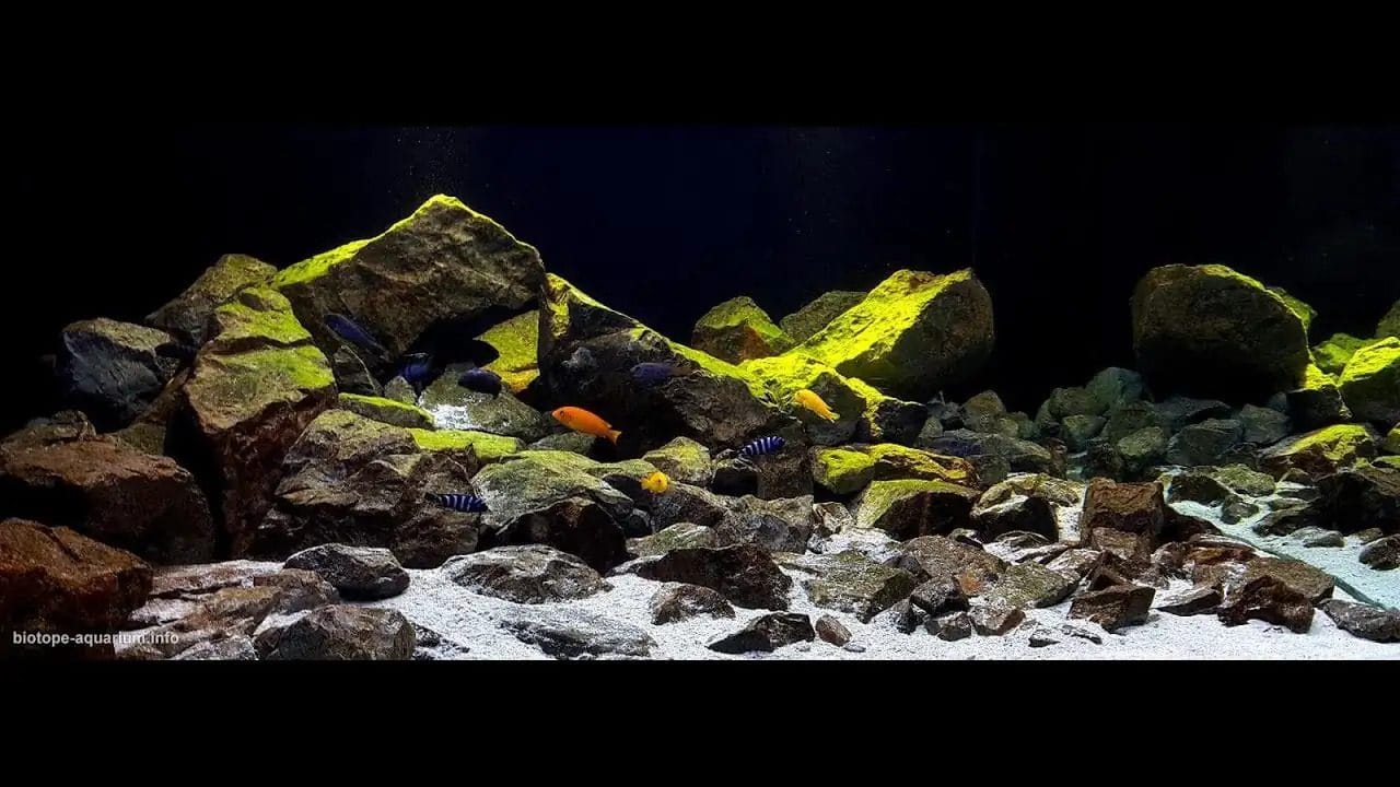 Biotope Aquariums